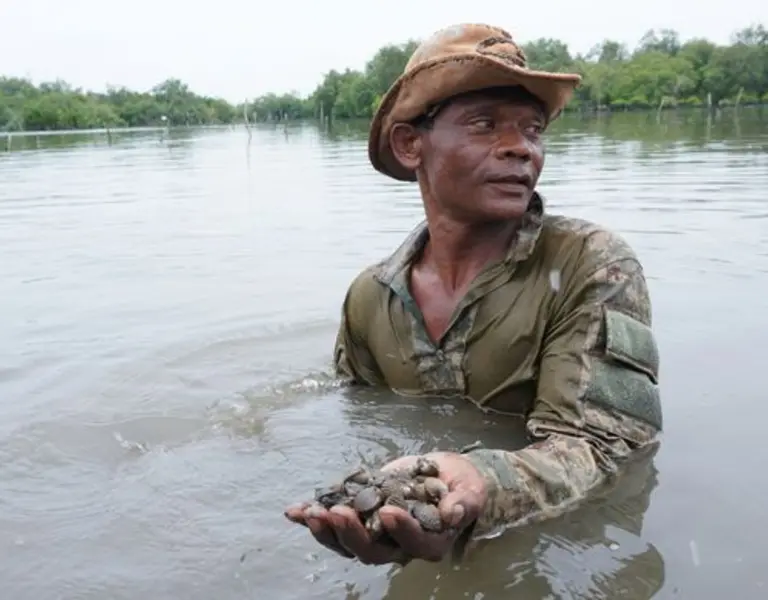 Rusaknya ekosistem pesisir timur Sumatera gara-gara deforestasi mangrove - Bagian 2 | Rainforest ...